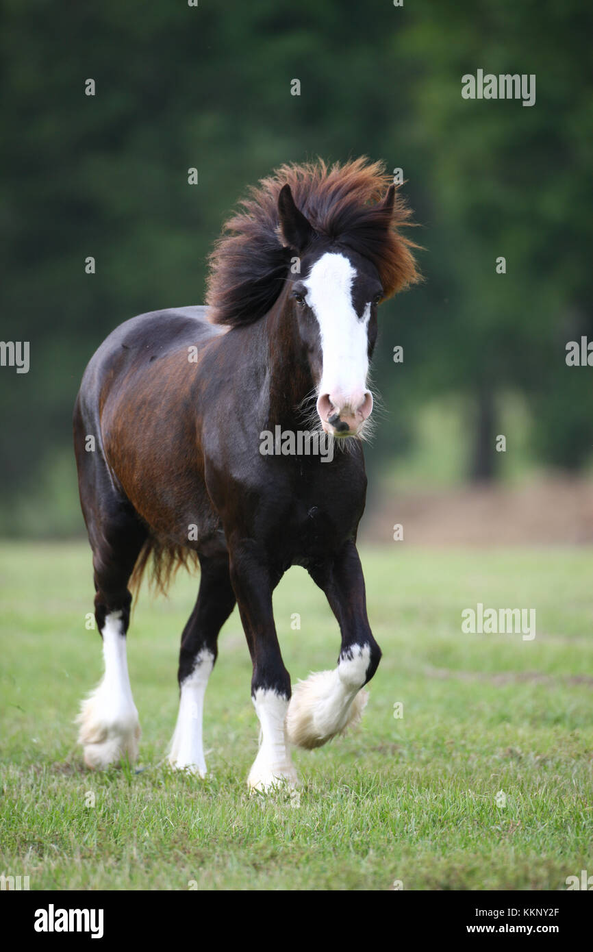 Clydesdale Cross High Resolution Stock Photography and Images - Alamy
