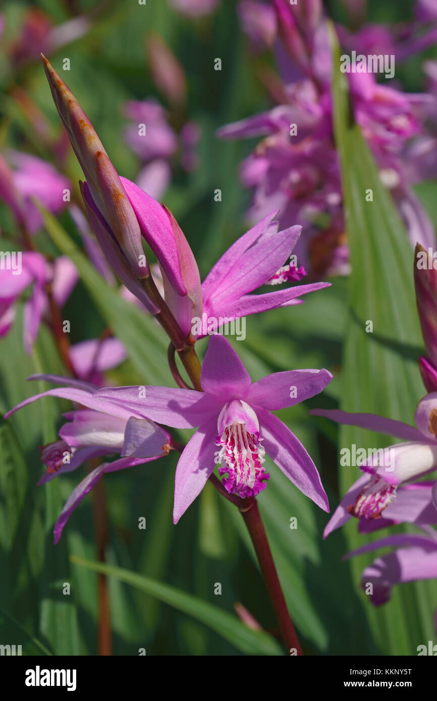 Hyacinth orchid (Bletilla striata). Called Chinese ground orchid also ...