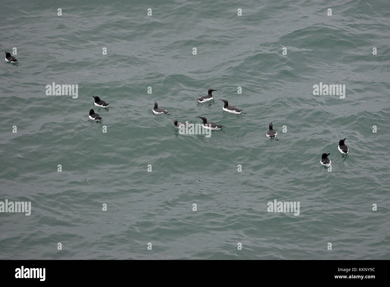 Razorbill Alca torda and Common guillemot Uria aalge n sea near ...