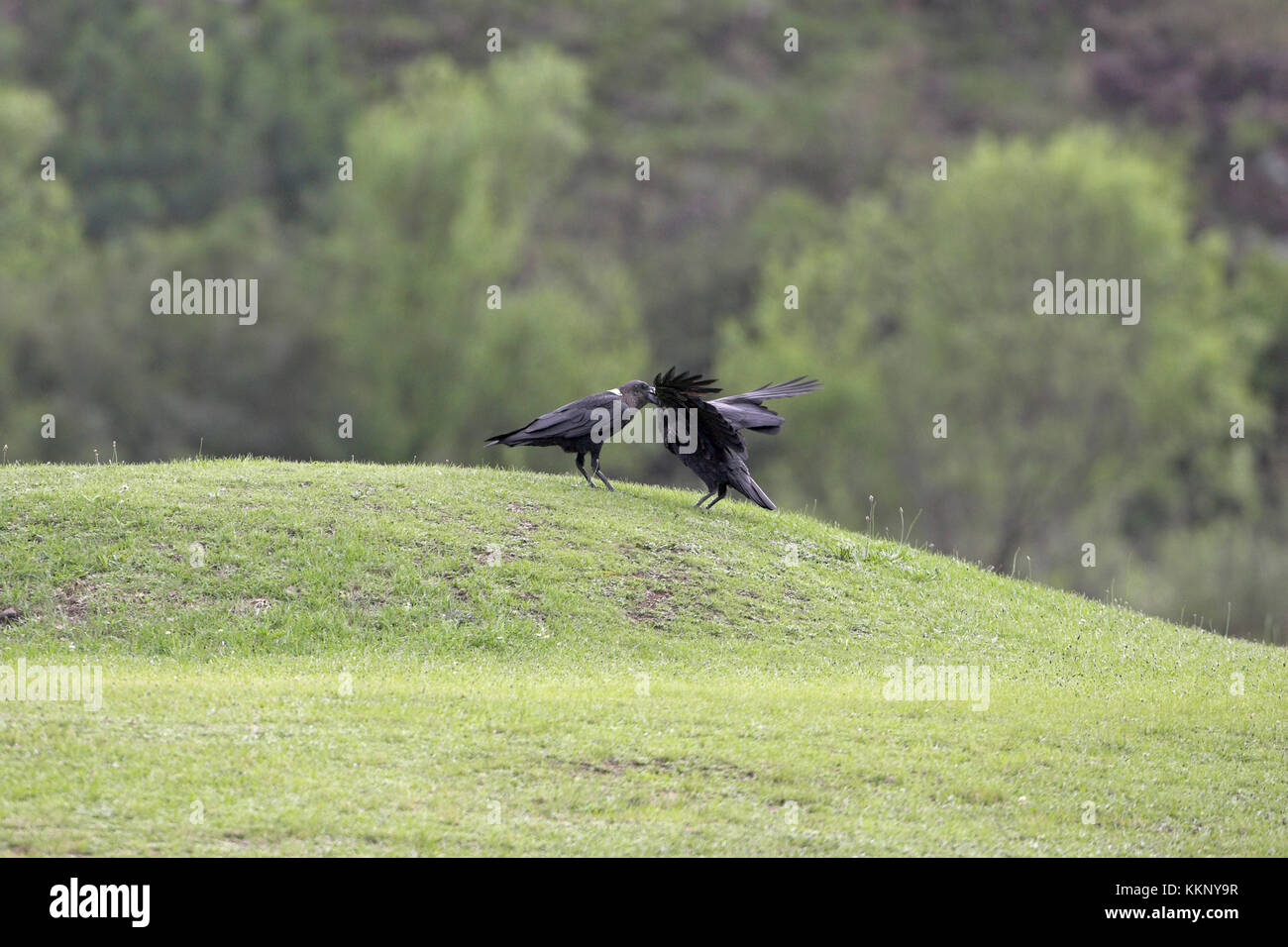 White-necked raven Corvus albicollis near Himeville South Africa Stock ...