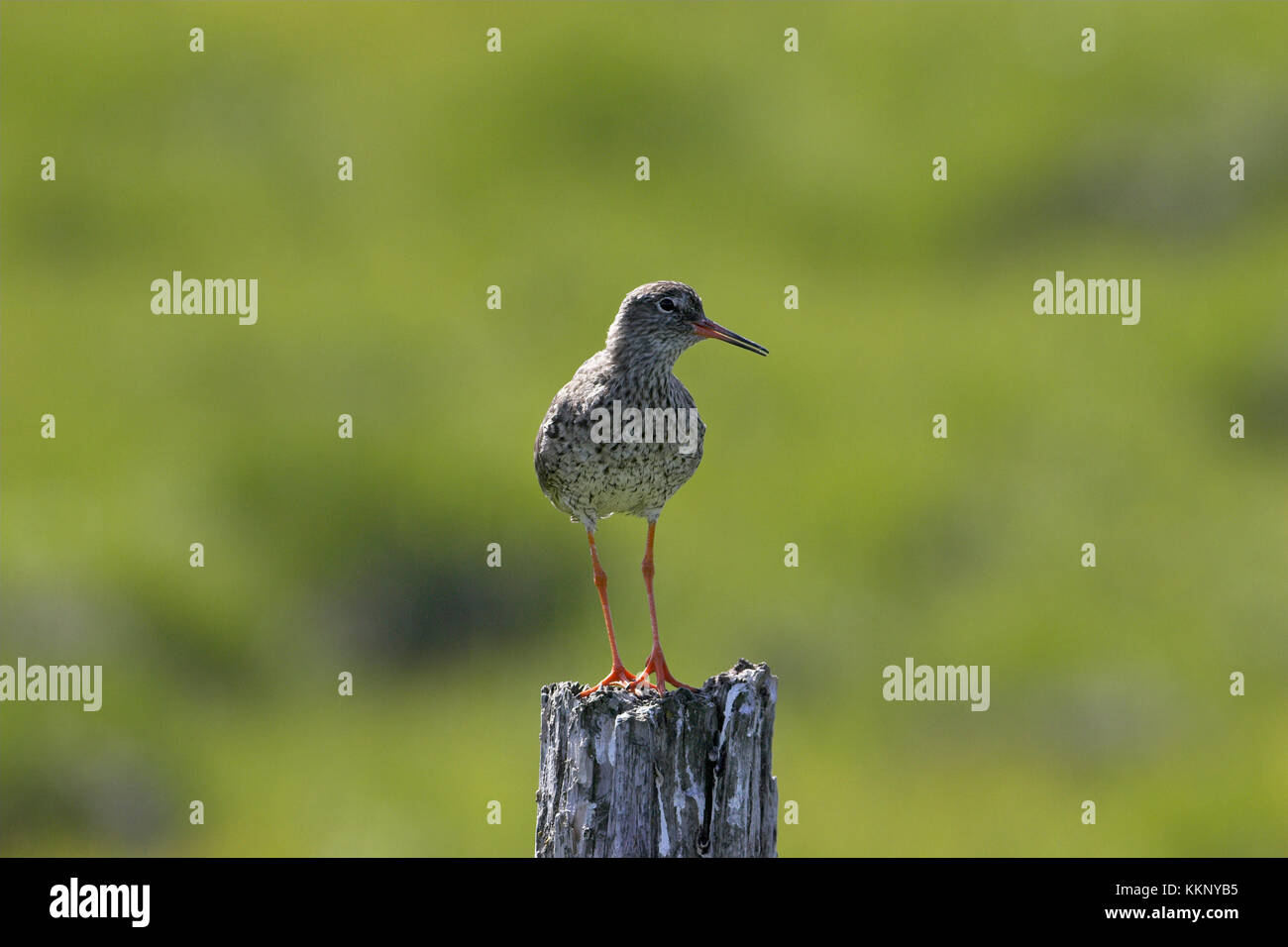 Common redshank Tringa totanus Iceland July 2009 Stock Photo - Alamy