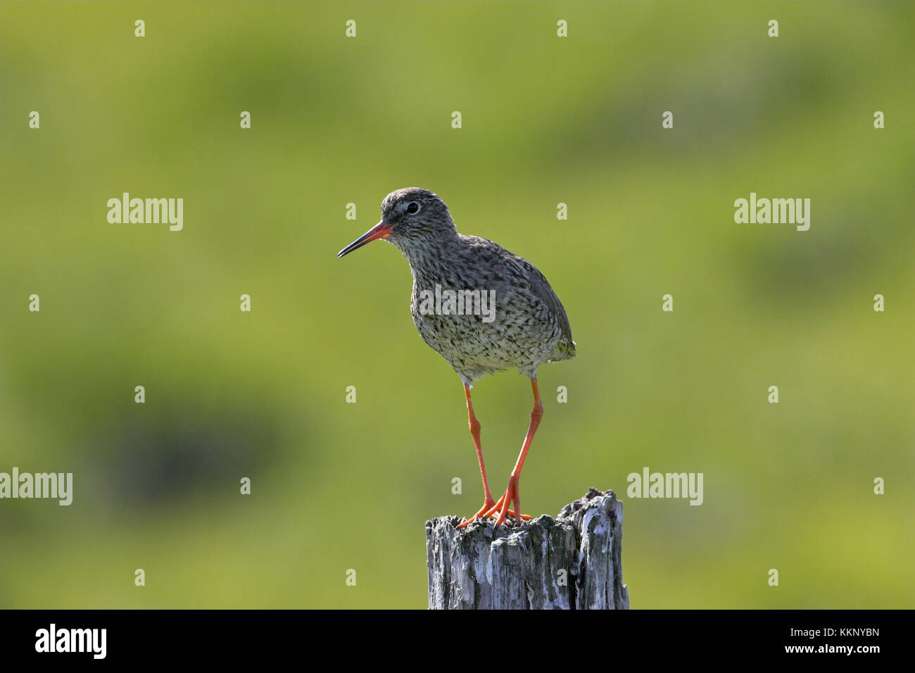 Common redshank Tringa totanus Iceland July 2009 Stock Photo - Alamy
