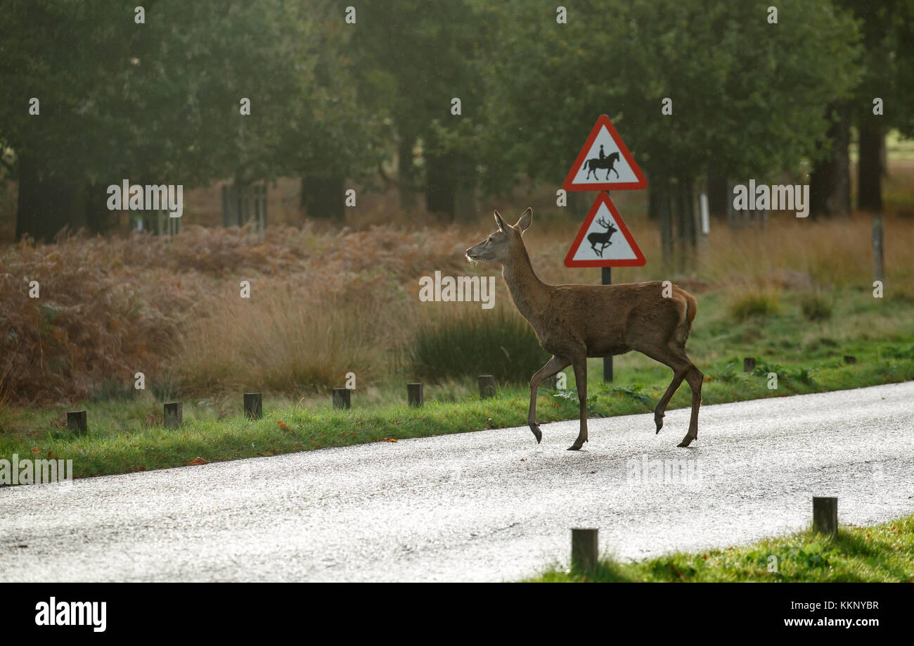 A Deer crossing in front of a Caution sign Stock Photo - Alamy