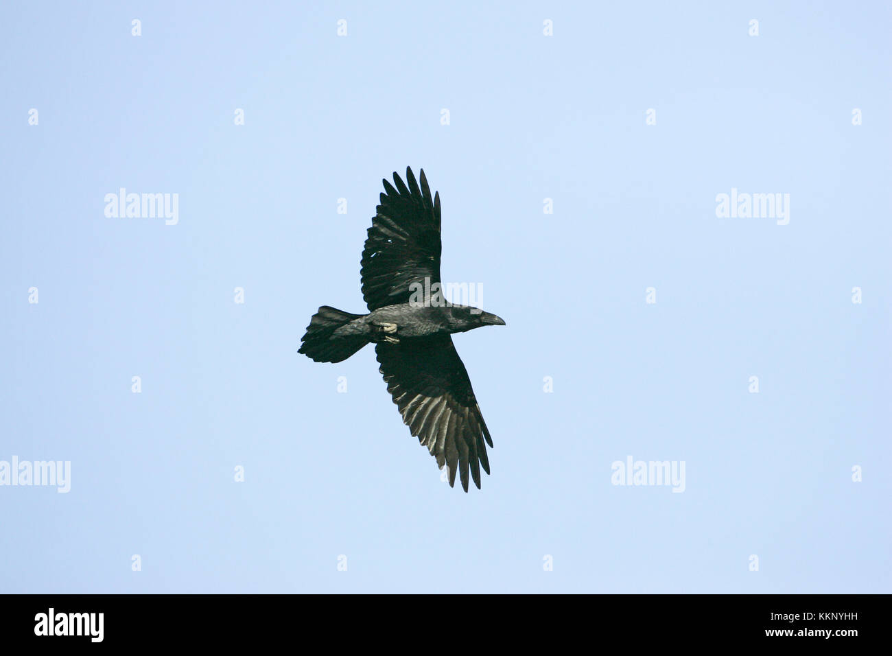 Raven corvus corax in flight hi-res stock photography and images - Alamy