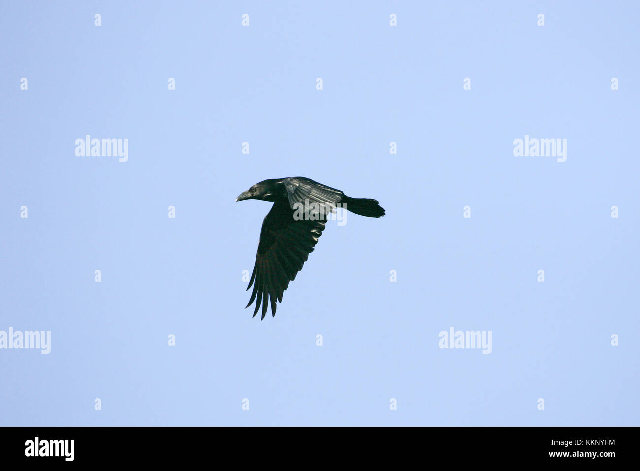 Common raven Corvus corax in flight Powys Wales Stock Photo - Alamy
