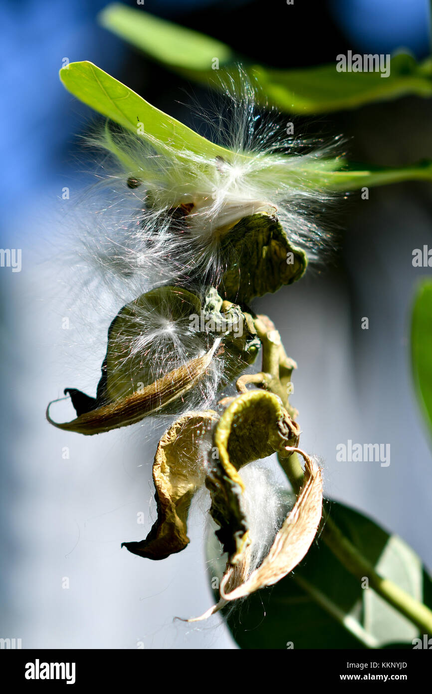 Milkweed seeds hi-res stock photography and images - Alamy