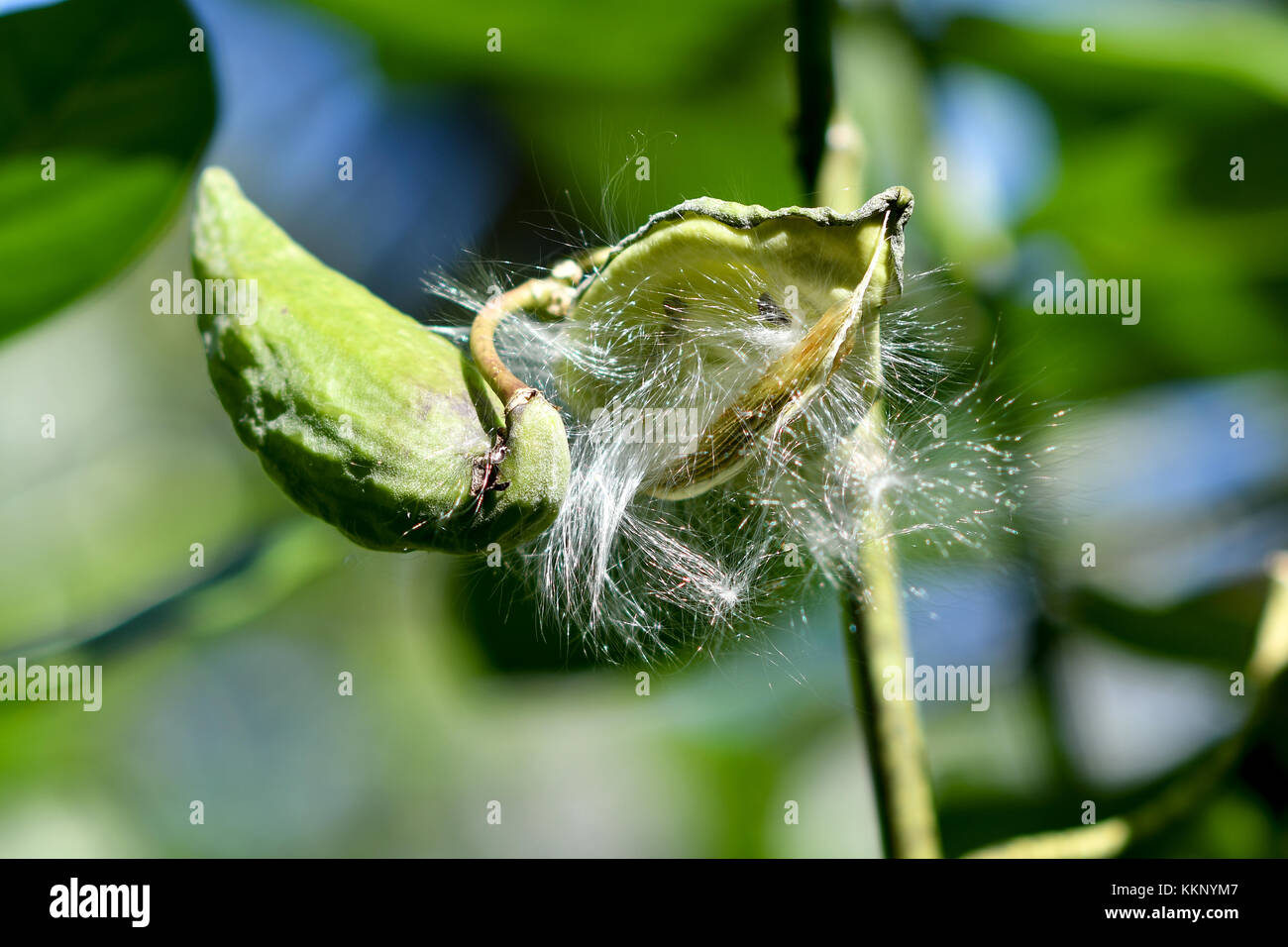 Milkweed Pod High Resolution Stock Photography and Images - Alamy