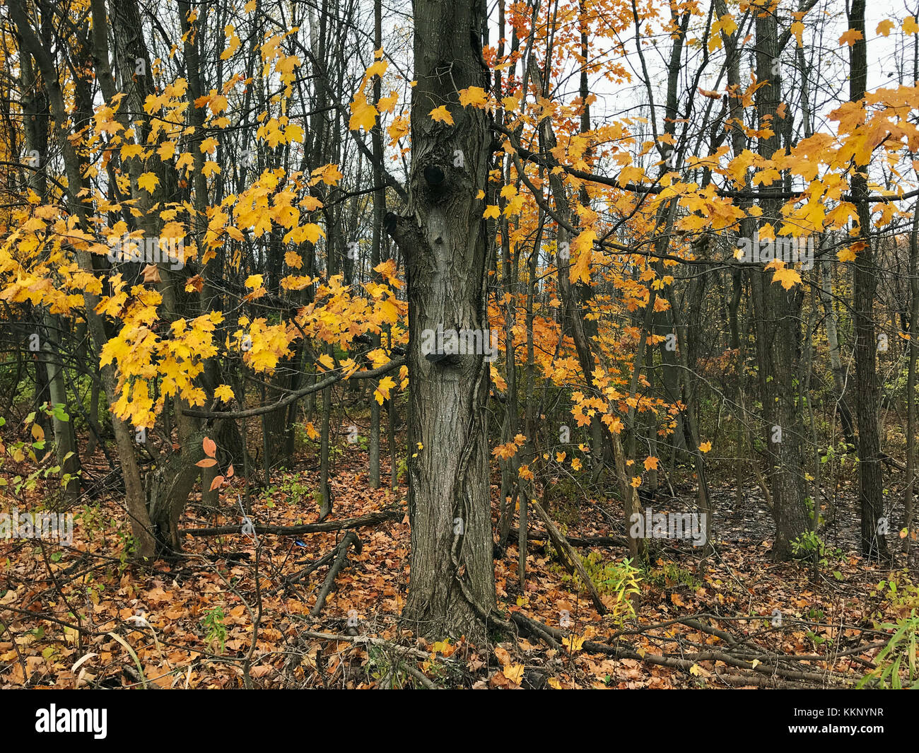 Woodland tree of the year hi-res stock photography and images - Alamy