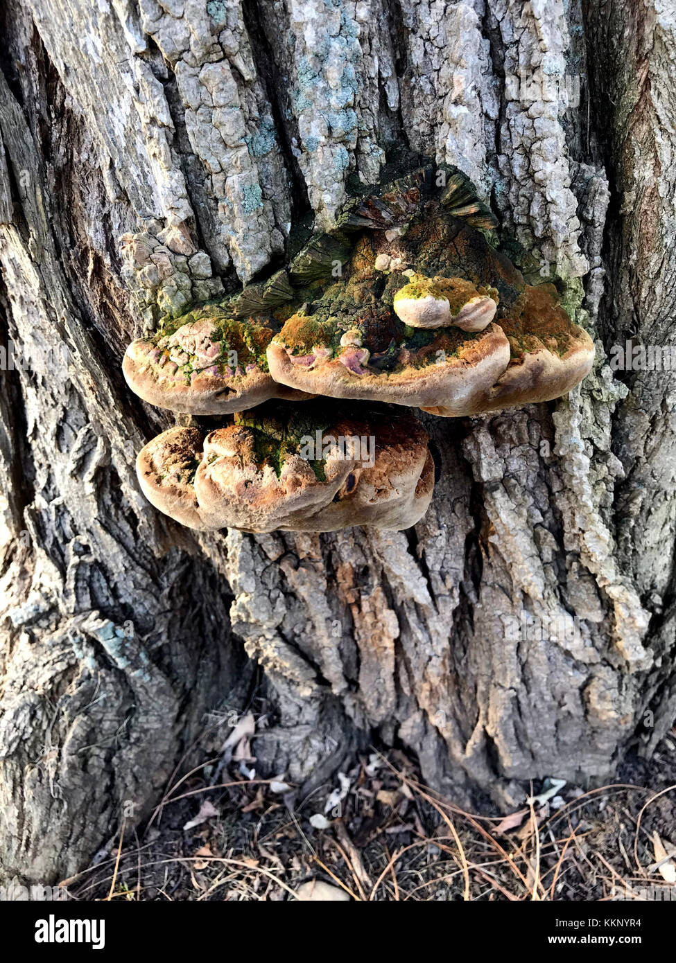 Tree fungus on trunk Stock Photo - Alamy