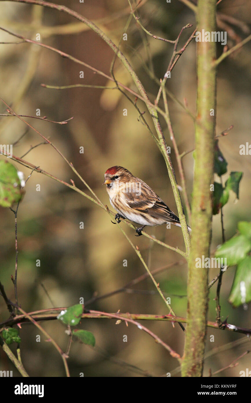 Common redpoll Carduelis flammea Stock Photo - Alamy