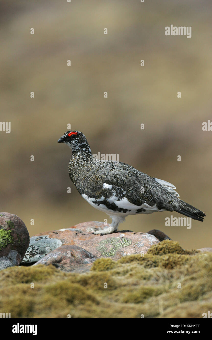 Rock ptarmigan Lagopus mutus male on rock near the Pass of the Cattle ...