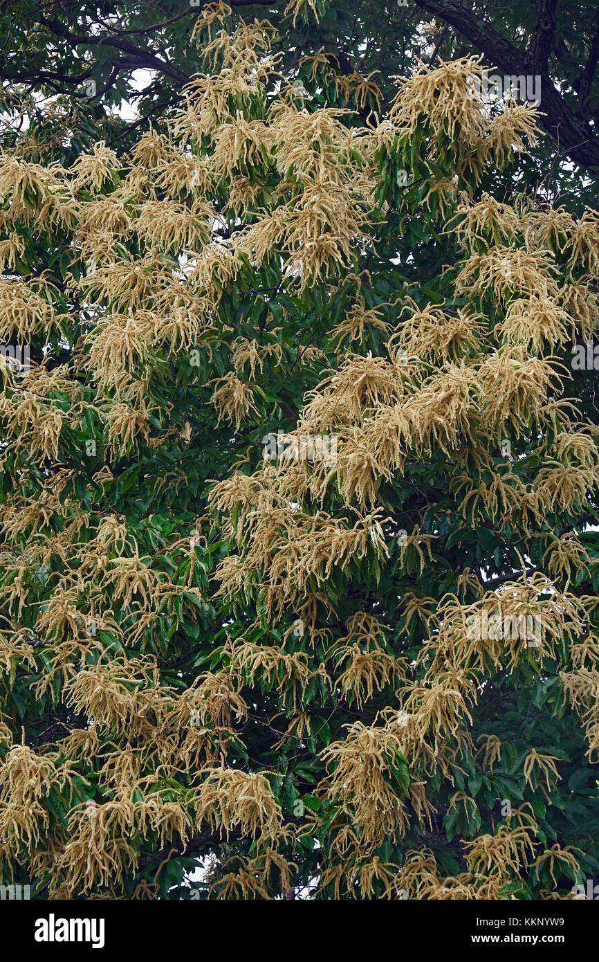 American chestnut (Castanea dentata Stock Photo - Alamy