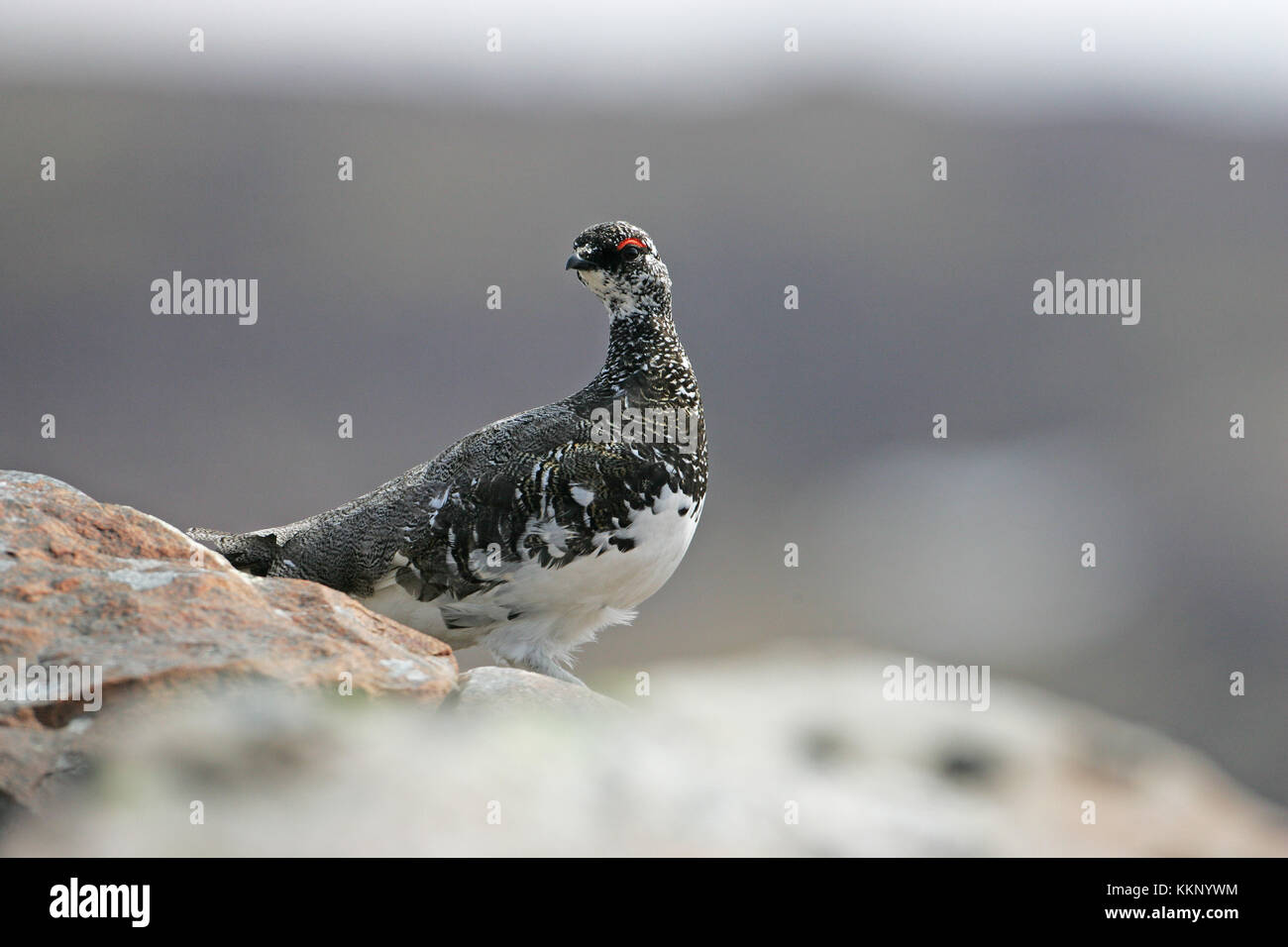 Rock ptarmigan Lagopus mutus male on rock near the Pass of the Cattle ...