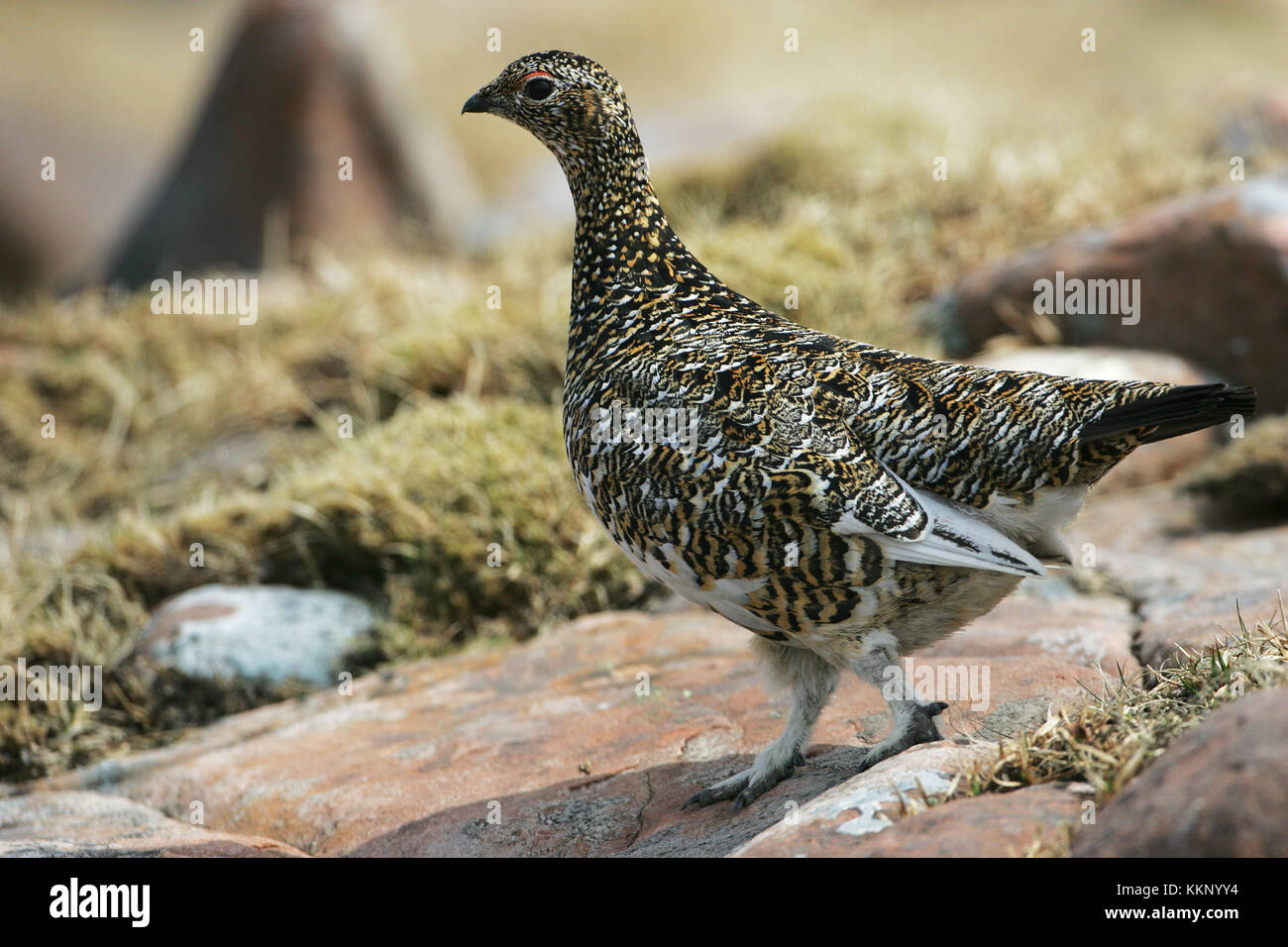 Rock ptarmigan Lagopus mutus male amongst rocks near the Pass of the ...