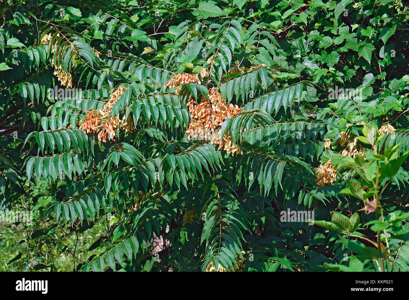 Ailanthus (Ailanthus altissima). Called Tree of heaven also Stock Photo ...