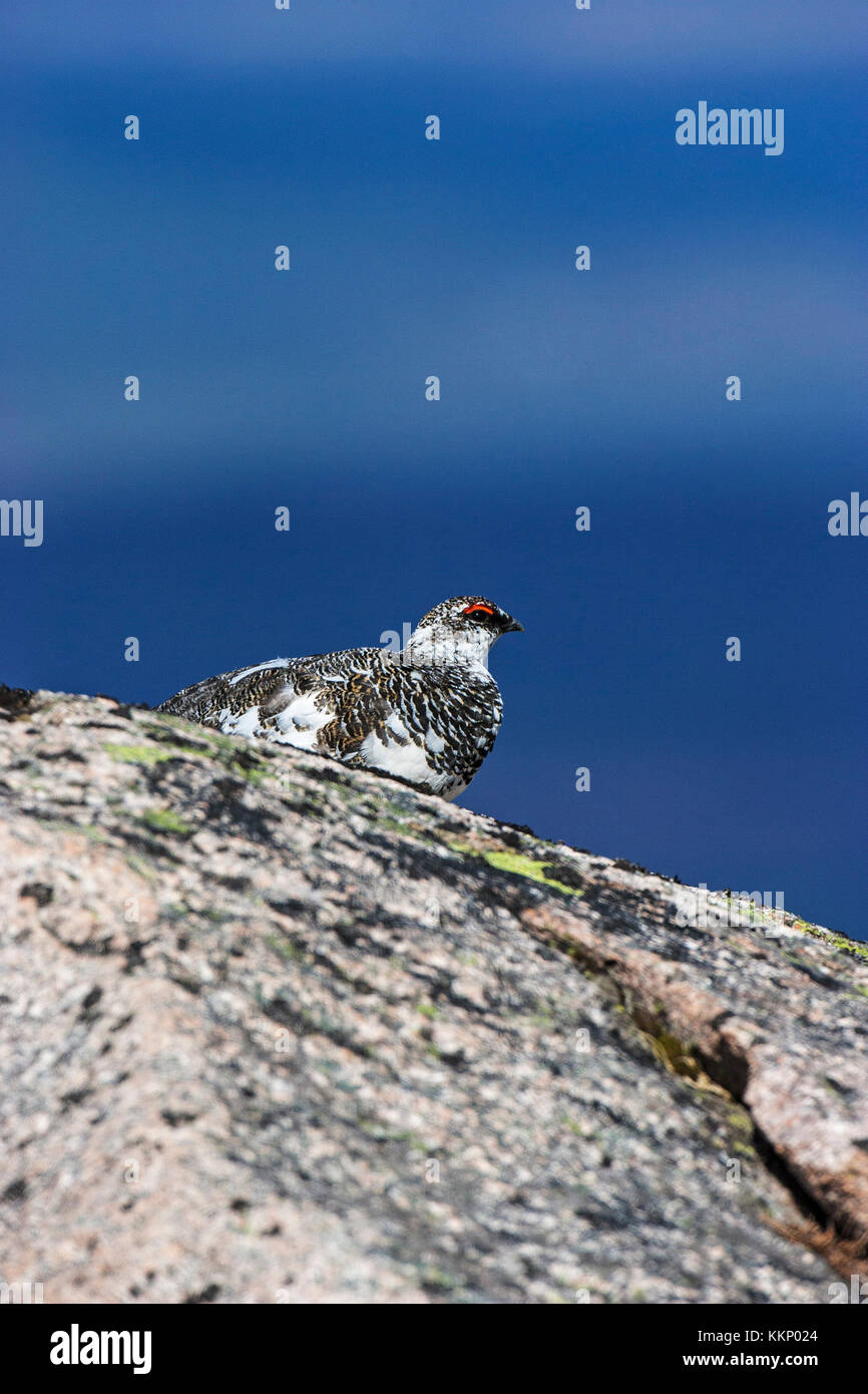 Rock ptarmigan Lagopus mutus male amongst rocks in the Cairngorms ...