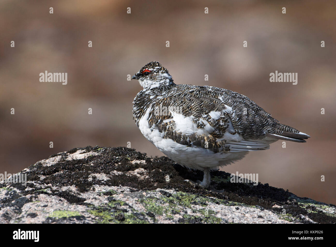 Rock ptarmigan Lagopus mutus male amongst rocks in the Cairngorms ...
