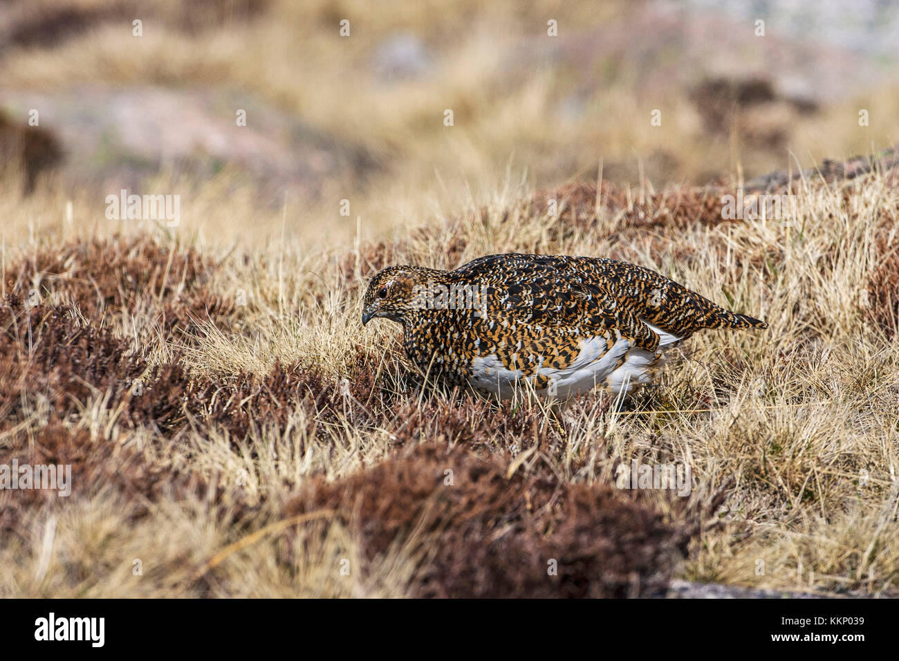 Rock ptarmigan Lagopus mutus female on upland grassland in the ...