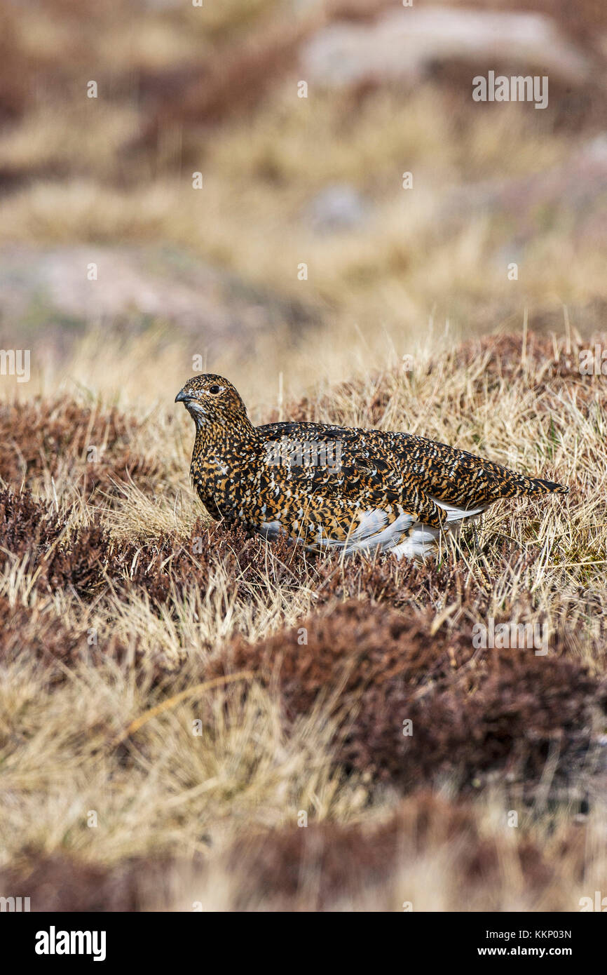 Rock ptarmigan Lagopus mutus female on upland grassland in the ...