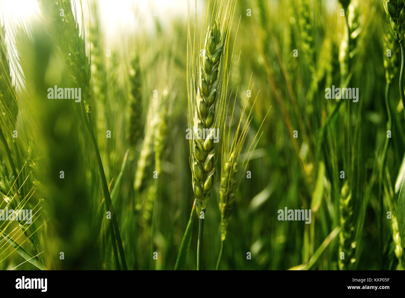 Wheat and corn hi-res stock photography and images - Alamy