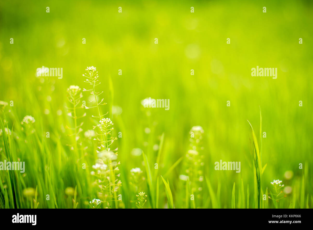 Wildflowers frame hi-res stock photography and images - Alamy