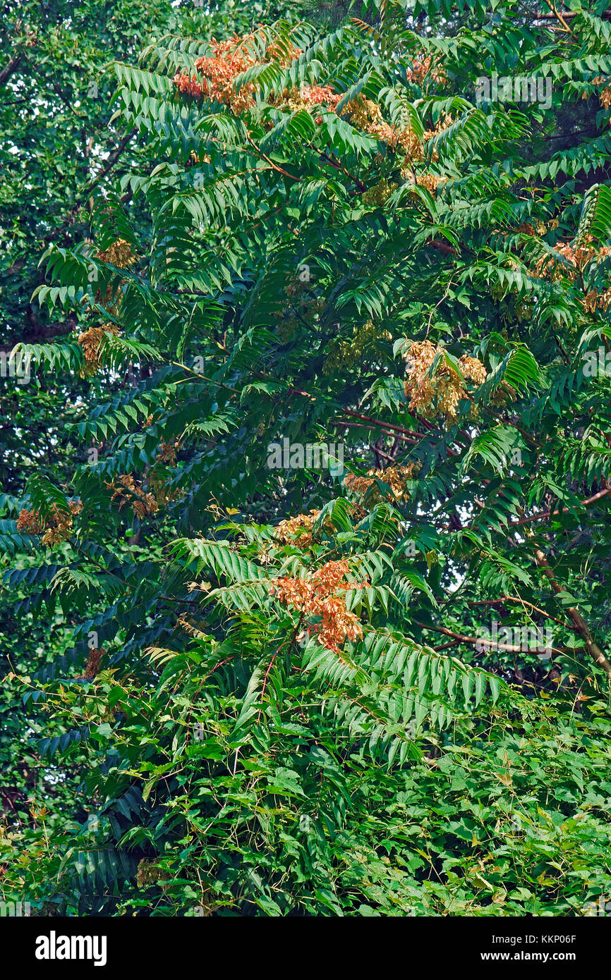 Ailanthus (Ailanthus altissima). Called Tree of heaven also Stock Photo ...