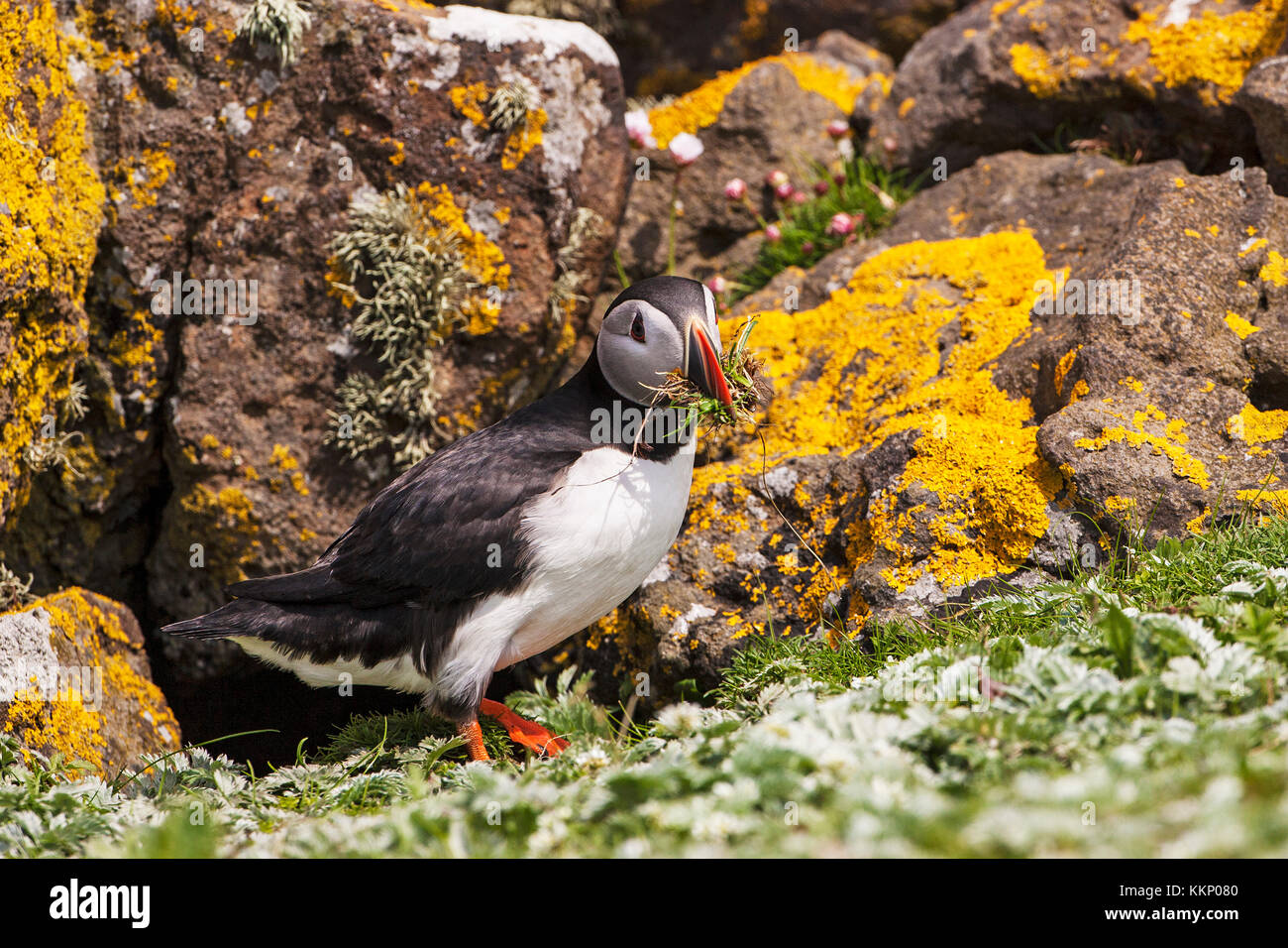 Atlantic puffin Fratercula arctica at nesting burrow with nesting ...