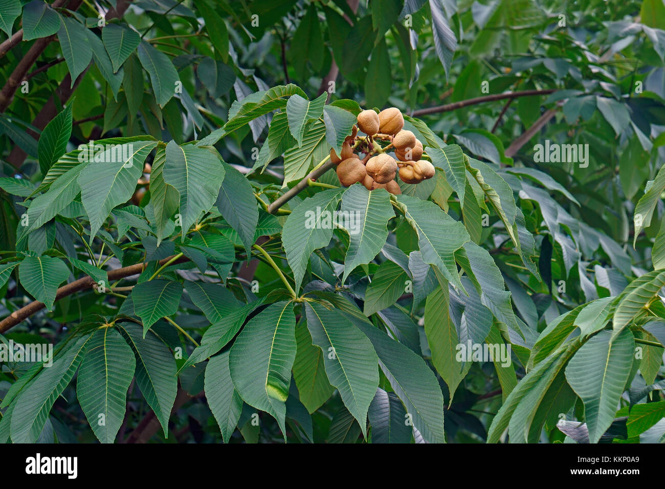 Yellow buckeye (Aesculus flava). Called Sweet buckeye also Stock Photo ...
