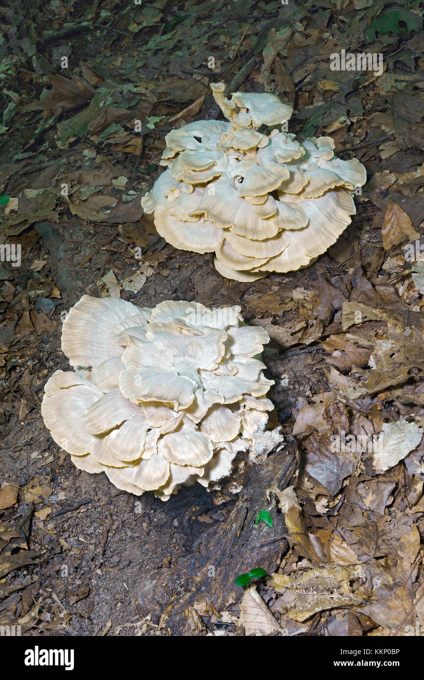 Giant polypore (Meripilus sumstinei). Called Black staining polypore ...