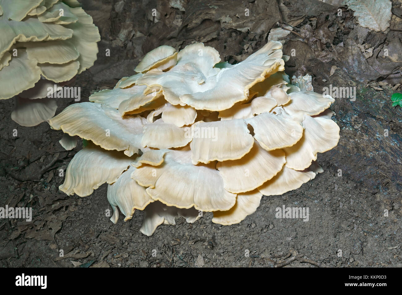 Giant polypore (Meripilus sumstinei). Called Black staining polypore ...
