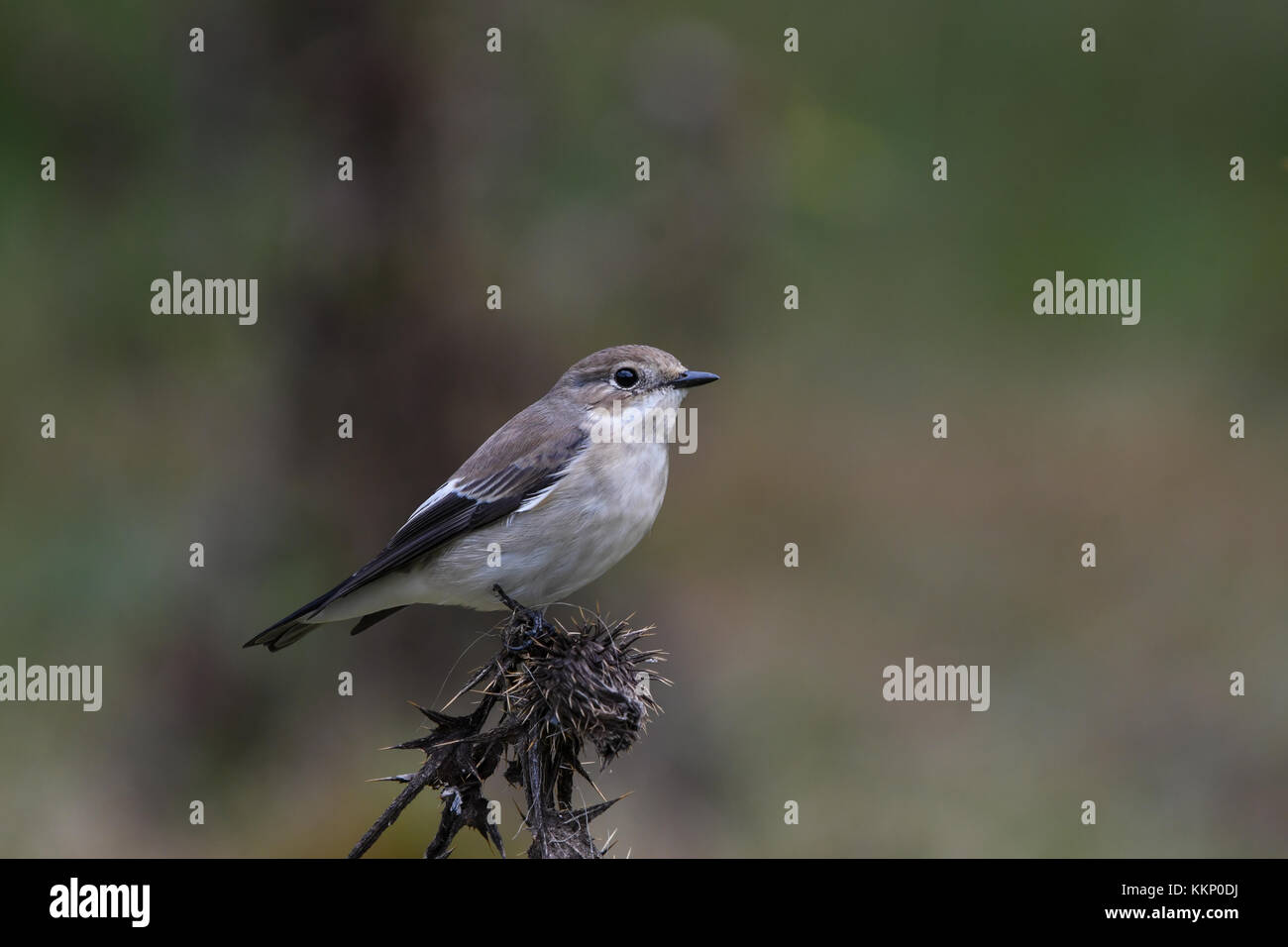 European Pied Flycatcher High Resolution Stock Photography and Images ...