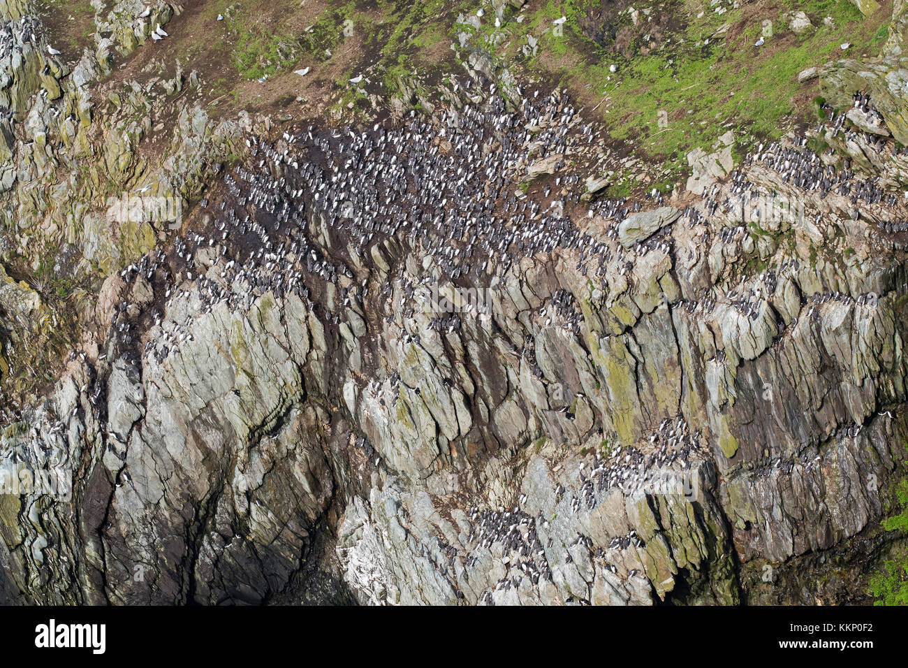 Razorbill Alca torda and Common guillemot Uria aalge nesting colony ...