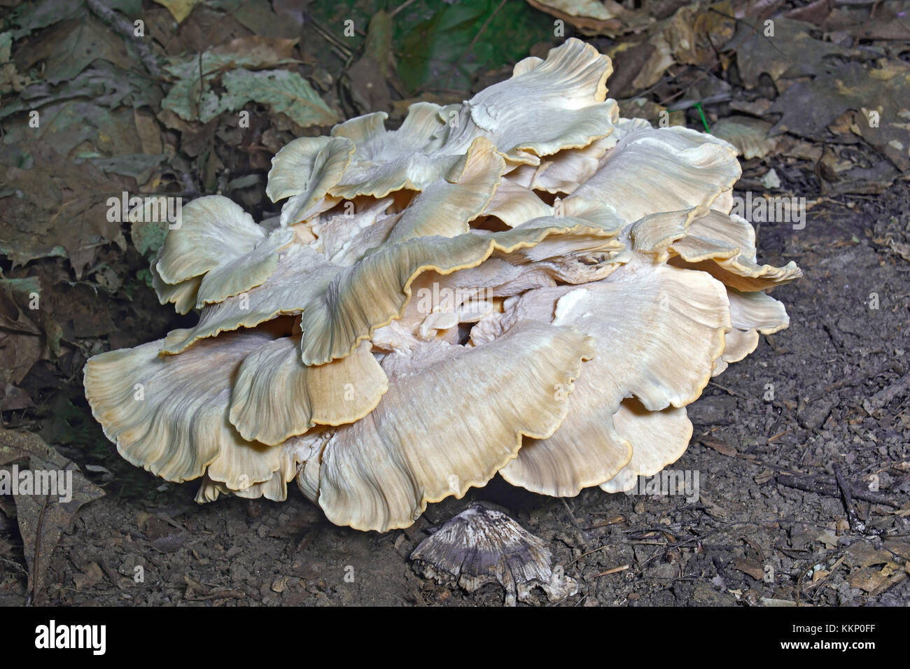 Black staining polypore hi-res stock photography and images - Alamy