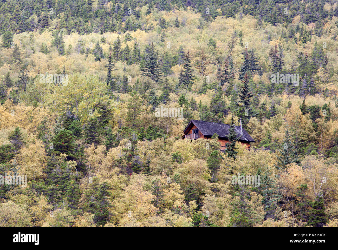 The early autumn view of a wooden house surrounded by forest (Skagway ...