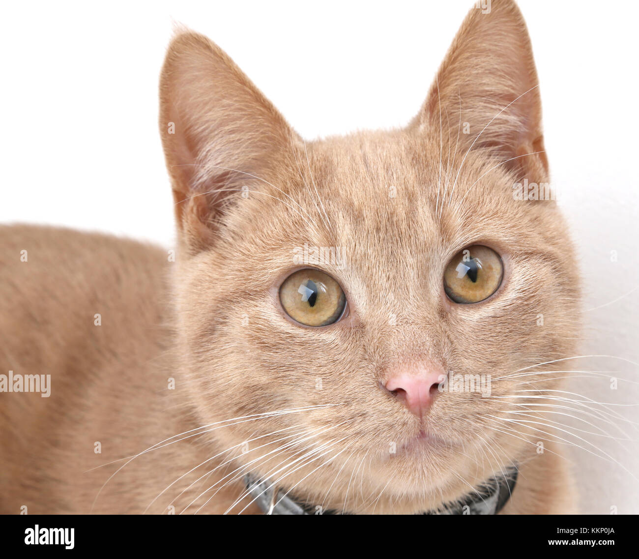 Portrait of Young Ginger Tom Cat Stock Photo - Alamy