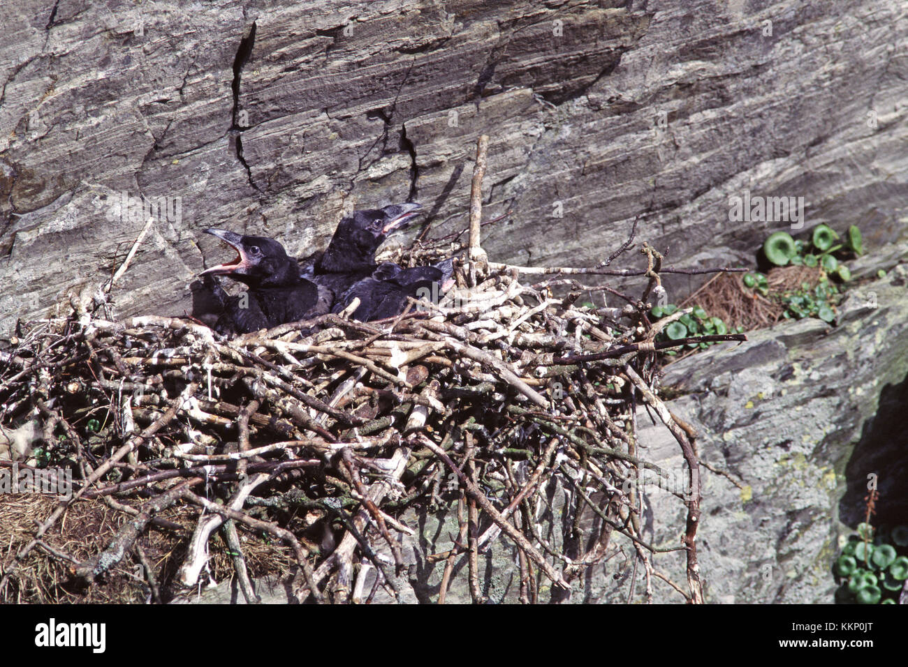 Common Raven Corvus corax nest with young near Rhayader Powys Wales ...