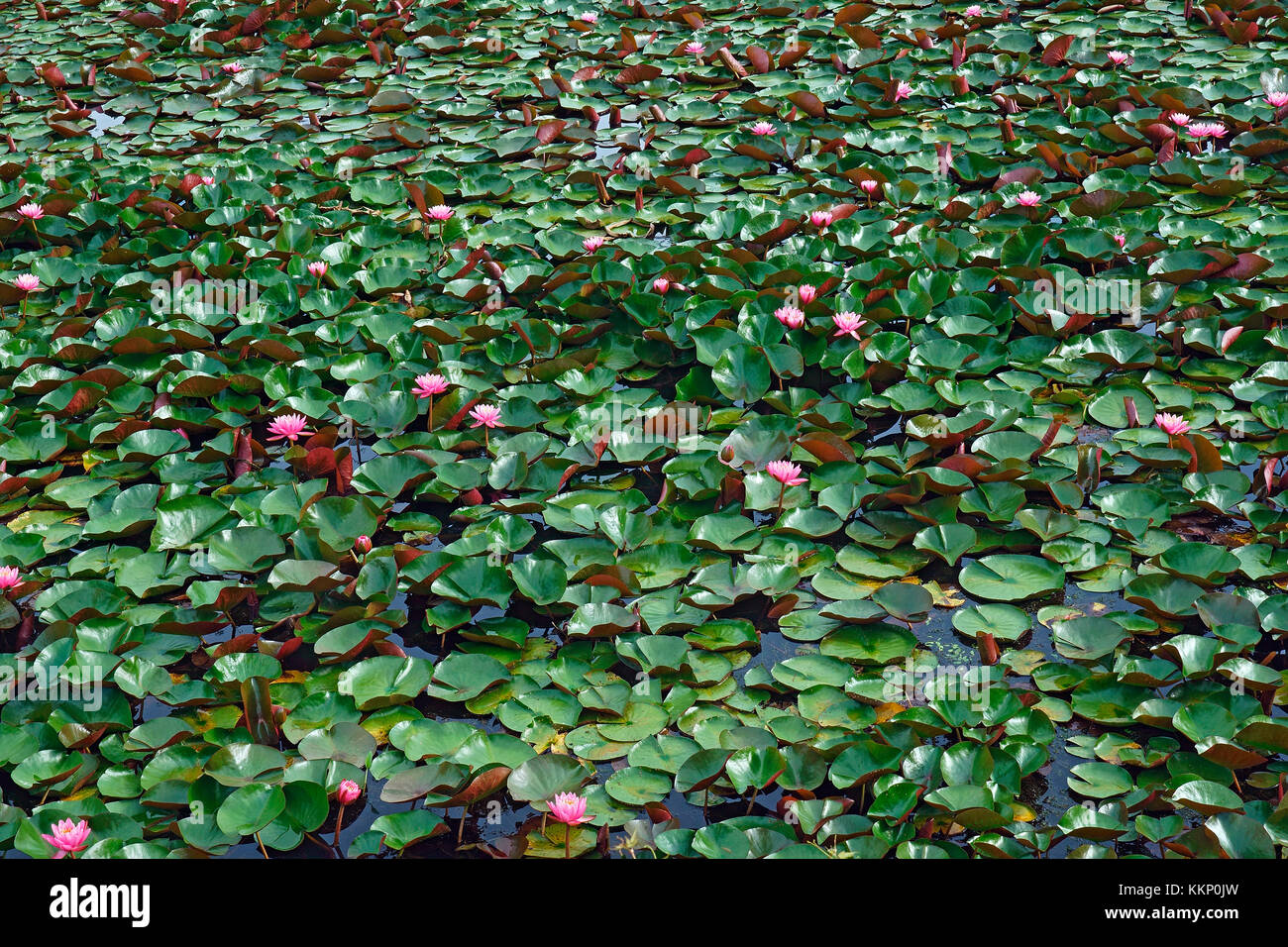 Americal white waterlily (Nymphaeae odorata). Called Fragrant water ...