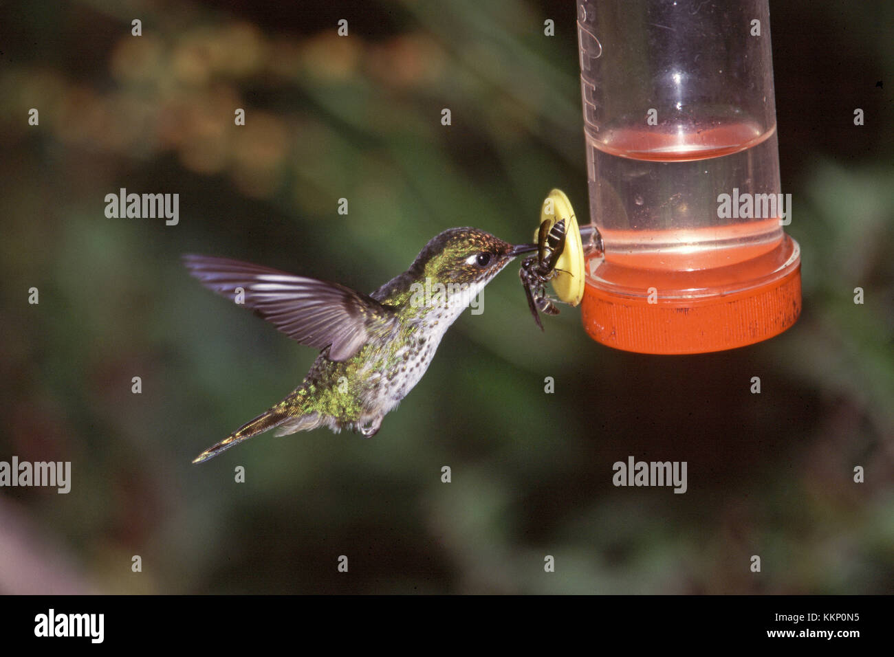 Booted racket-tail Ocreatus underwoodii at hummingbird feeder Tandayapa ...