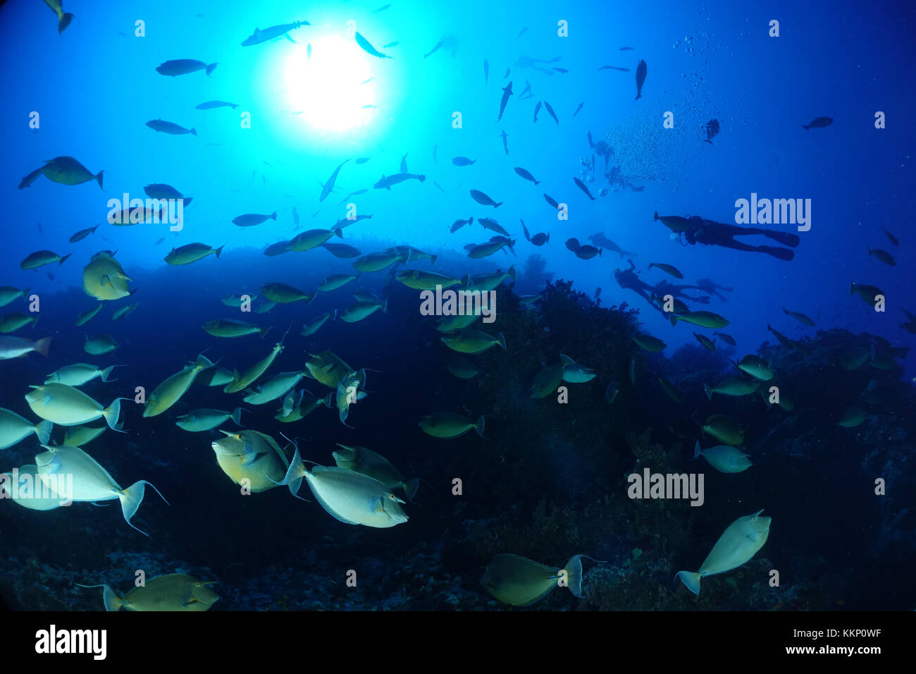 Turtle scuba diving hi-res stock photography and images - Alamy