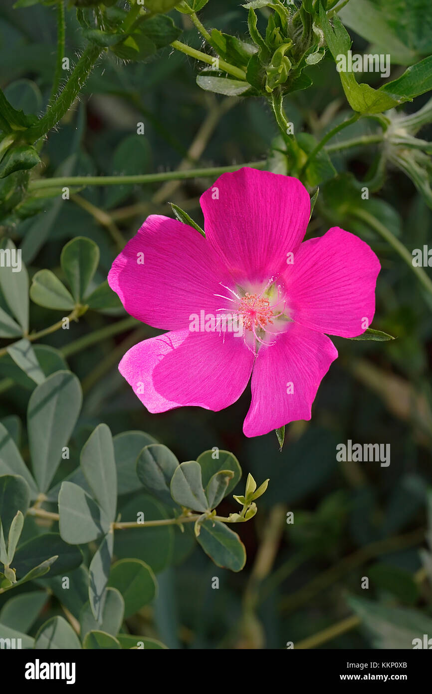 Bush's poppy mallow (Callirhoe bushii Stock Photo - Alamy