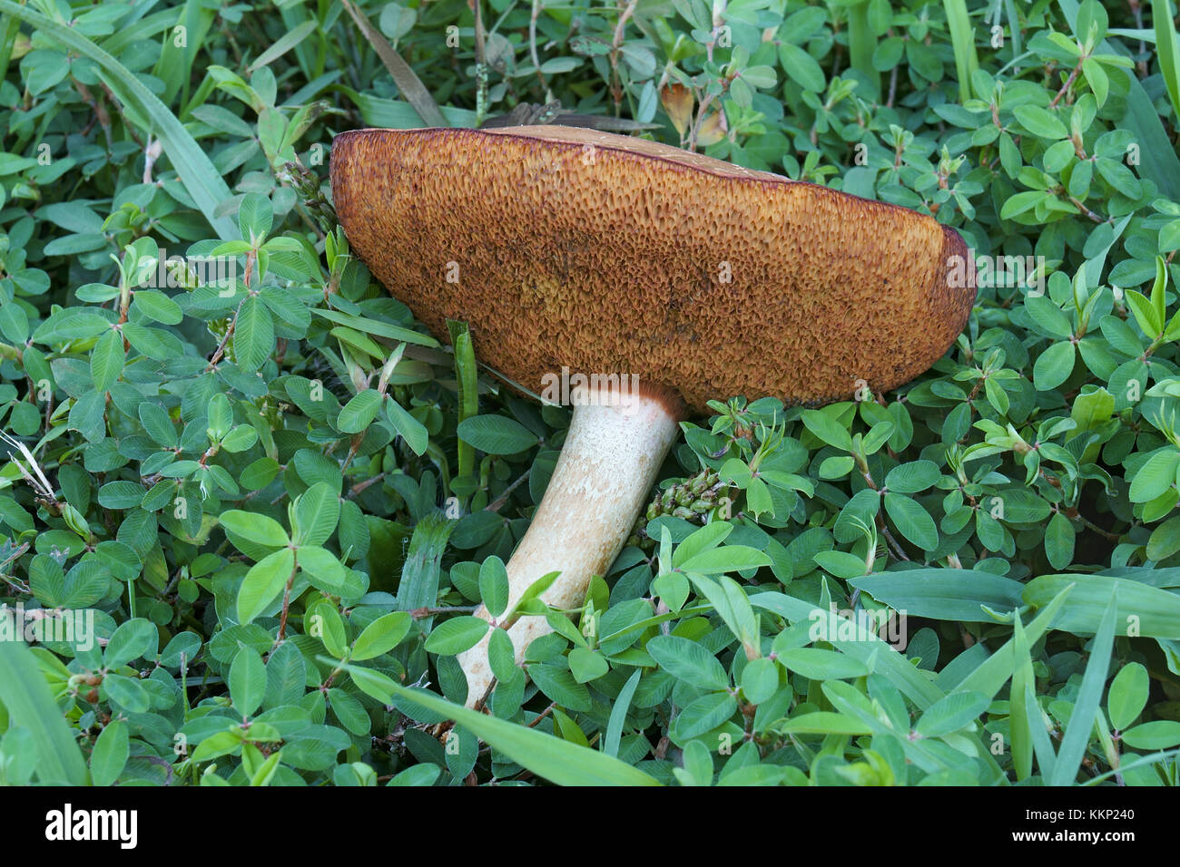 Suede bolete mushroom (Xerocomus subtomentosus). Called Brown and ...