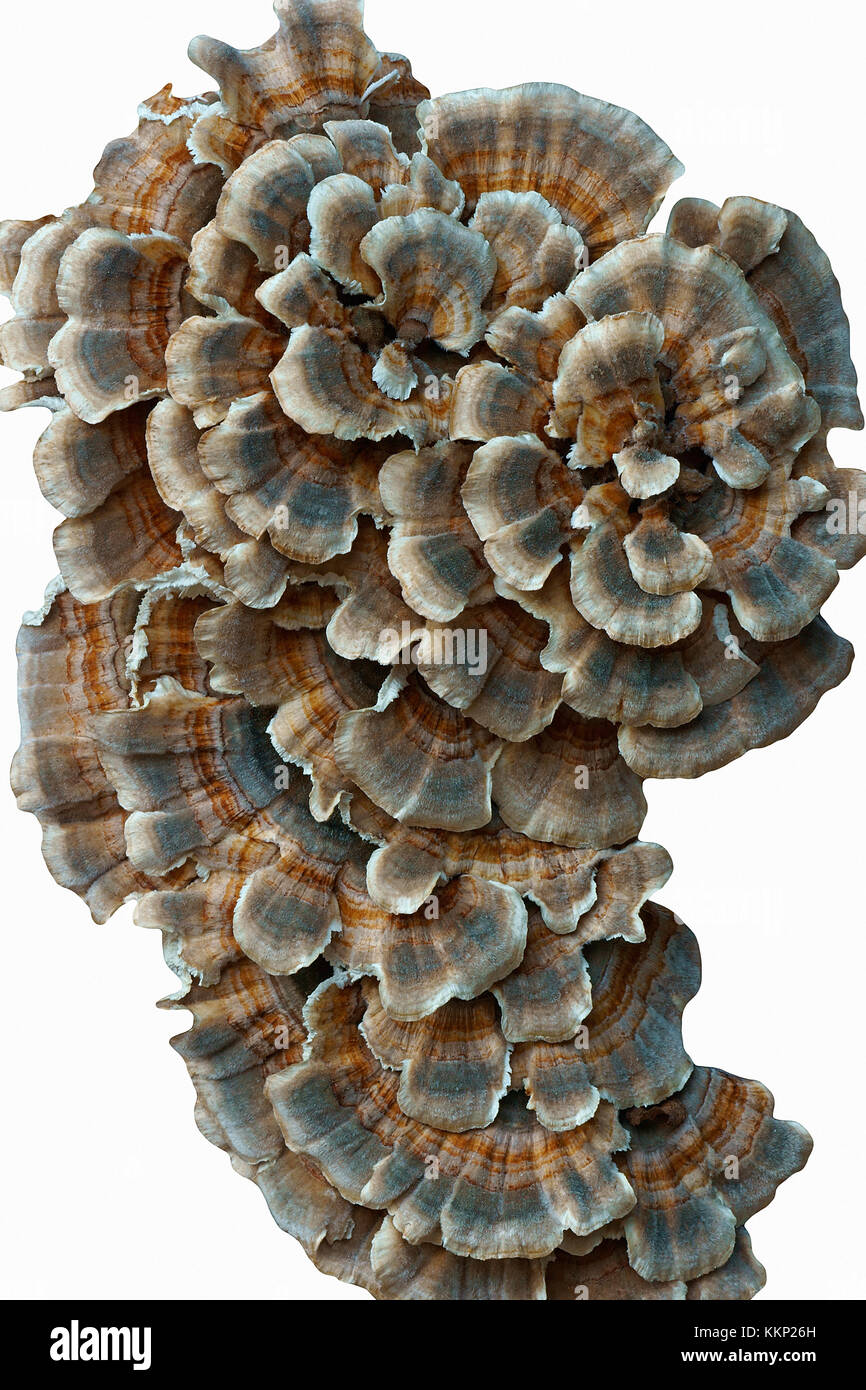 Turkey tail fungus (Trametes versicolor). Synonyms: Coriolus versicolor ...
