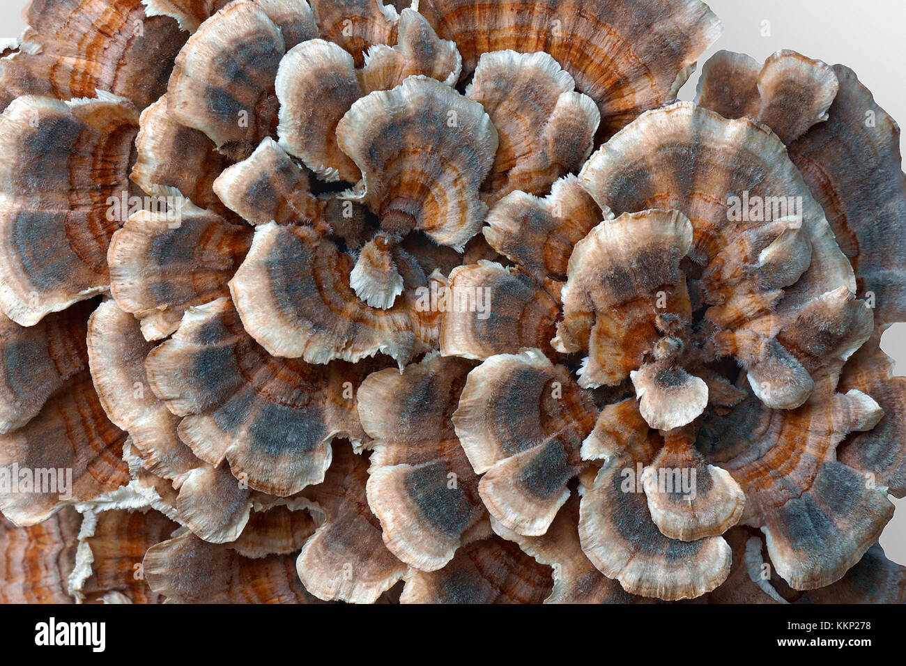Turkey tail fungus (Trametes versicolor). Synonyms: Coriolus versicolor ...