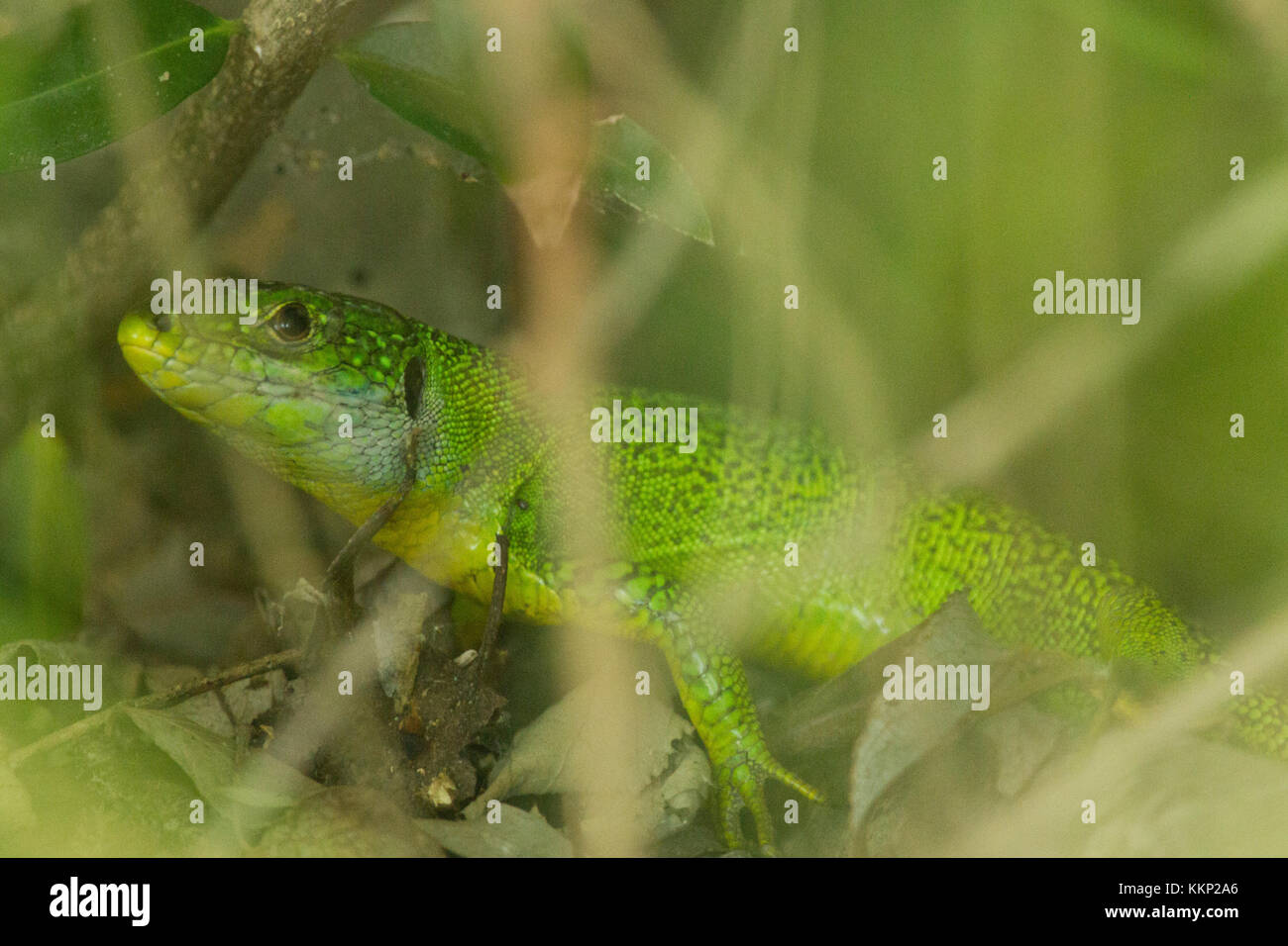 Lezard vert hi-res stock photography and images - Alamy