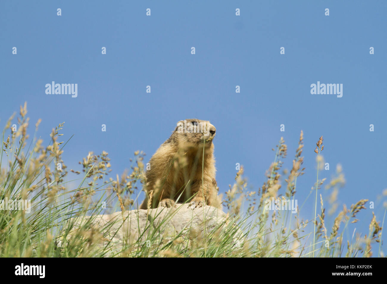 Alpine Marmot (Marmota marmota) in the French Alps Stock Photo - Alamy