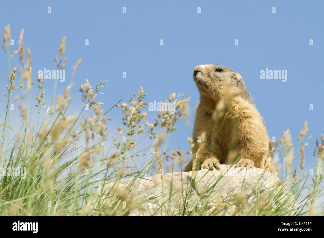 Alpine Marmot (Marmota marmota) in the French Alps Stock Photo - Alamy