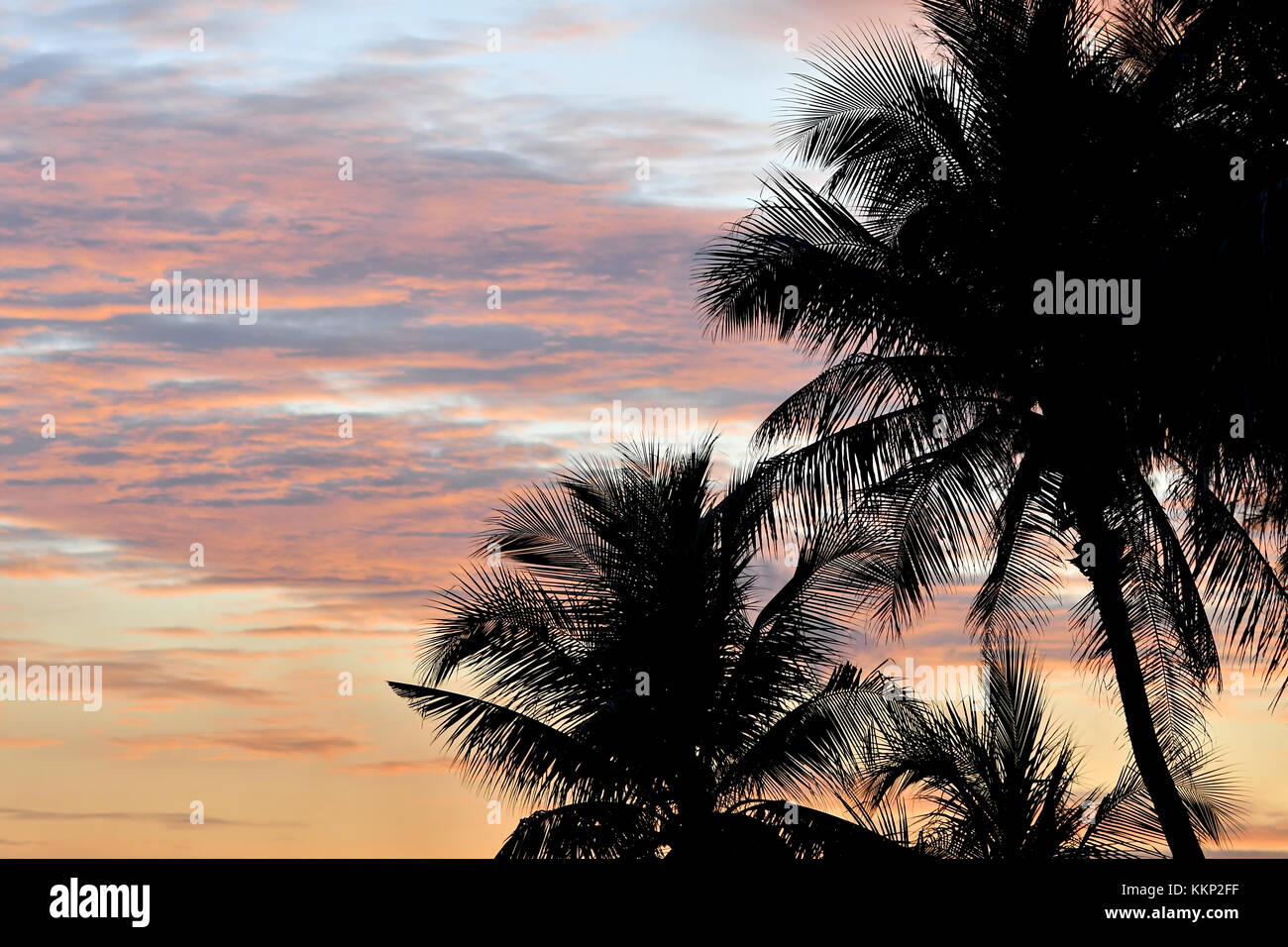 Sunset coconut tree Stock Photo - Alamy