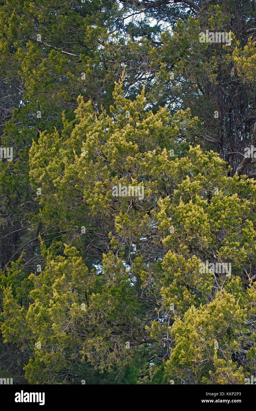 Virginian Juniper Stock Photos & Virginian Juniper Stock Images - Alamy