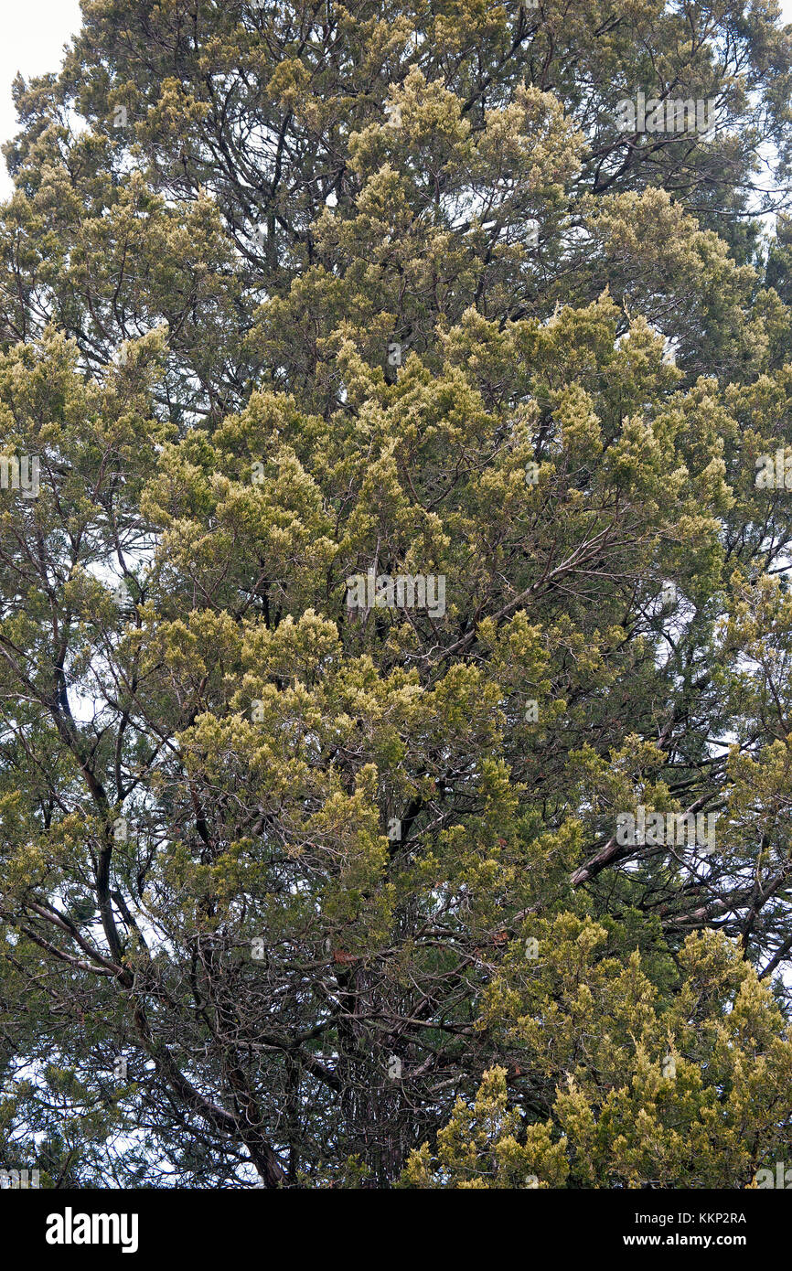Red cedar (Juniperus virginiana). Called Eastern redcedar, Virginian ...