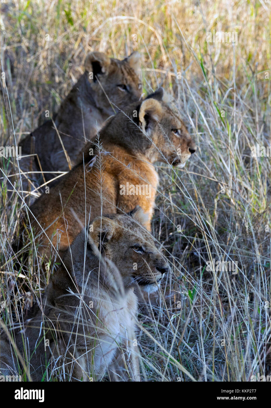 Three lion cubs looking out to the pride coming back with a kill ...
